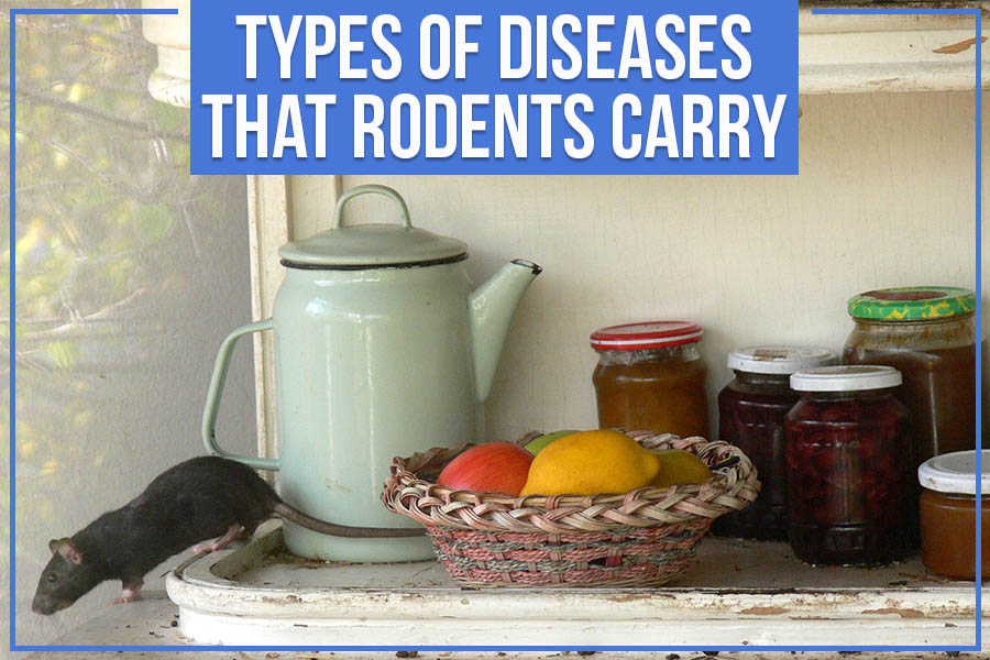 Types Of Diseases That Rodents Carry – Classic Pest Control Blog
