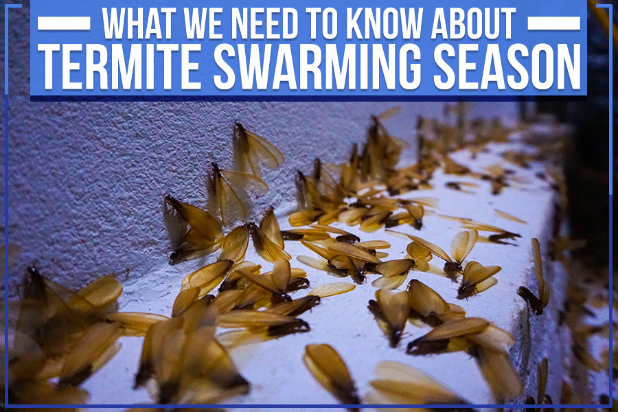 What We Need To Know About Termite Swarming Season – Classic Pest ...