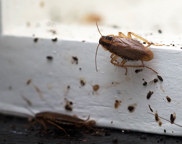 Classic Pest Control - Springtown's Pest Control Service