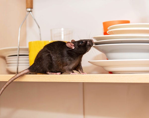 Classic Pest Control - Springtown's Pest Control Service